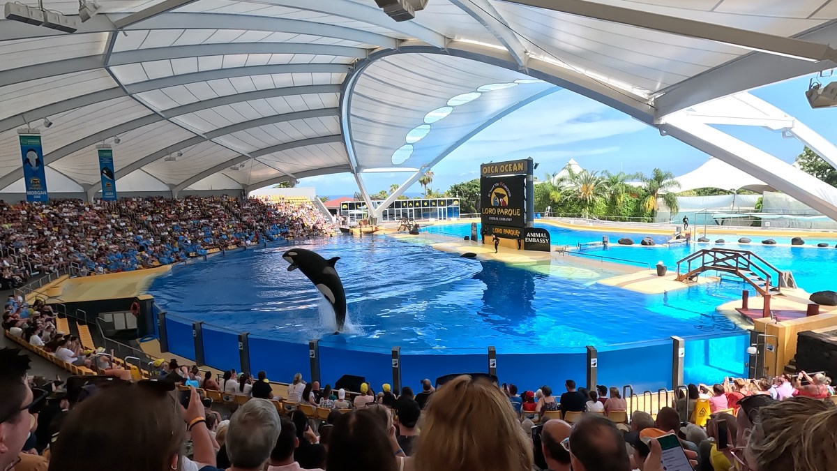 Discover the Magic of Loro Parque: Why It’s a Must-Visit in Tenerife ...